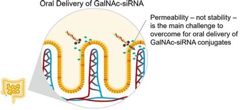 Evaluating The Oral Delivery Of Galnac Conjugated Sirnas In Rodents And Lael Cheung