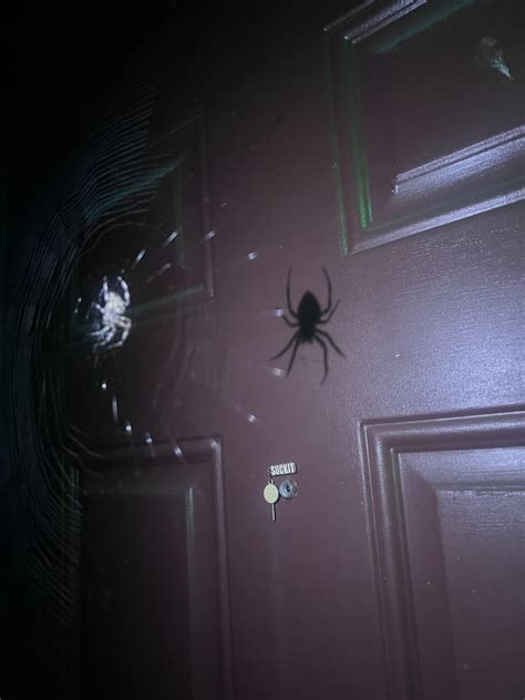 Security Spider Rspiderbro
