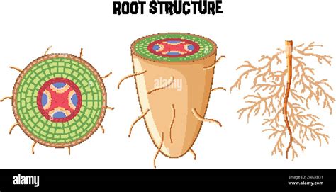 Internal Structure Of Root Diagram Illustration Stock Vector Image