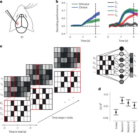 Populations Of Neurons In The Mouse Somatosensory Cortex S1 Exhibit Download Scientific