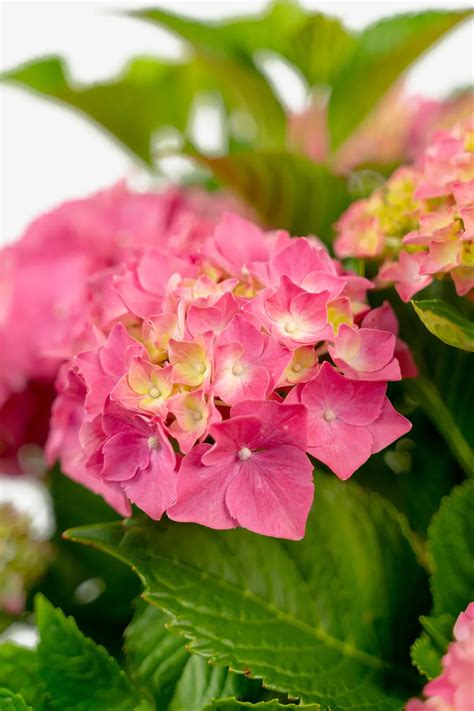 Red Sensation Hydrangeas For Sale Online The Tree Center