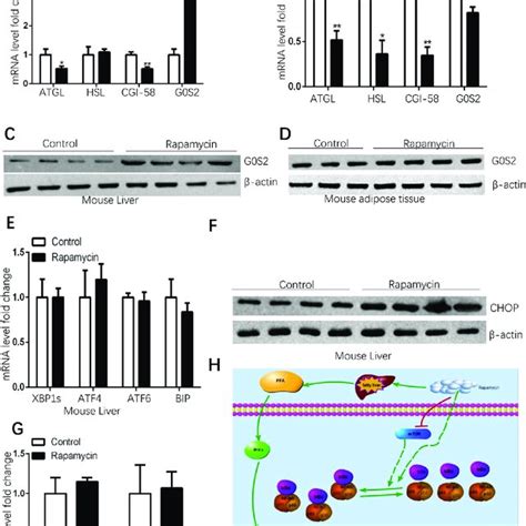 Rapamycin Inhibits The Lipolysis Pathway In Rapamycin Induced Fatty