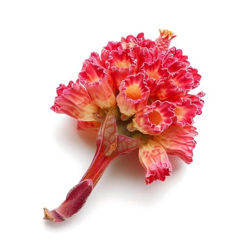 Red Cockscomb Isolated On White Background Beautiful Cockscomb Flower