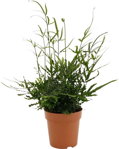 Plantenboetieknl Pteris Evergreen Kamerplant Hoogte 35cm