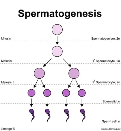Spermatogenesis Usmle Strike