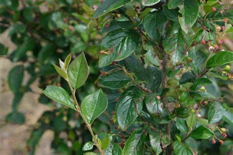Cotoneaster Lucidus