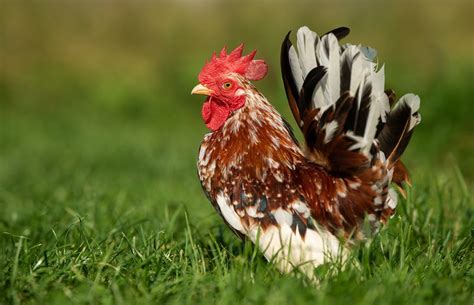 10 Small Chicken Breeds That Are Beginner Friendly Chicken Fans