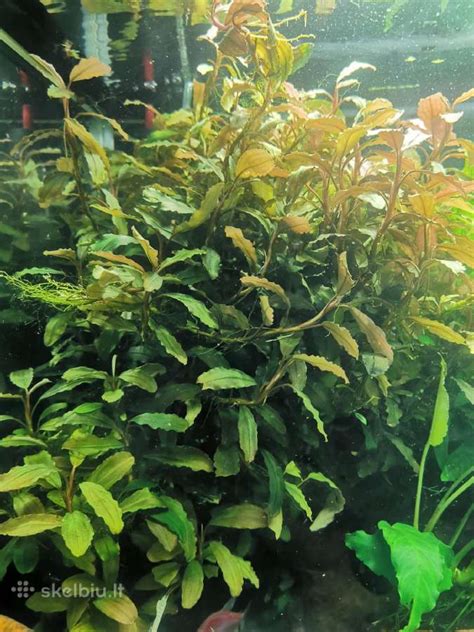 Bucefalandra Skelbiult