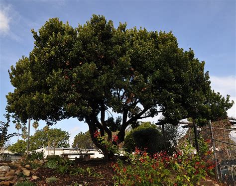 Arbutus Unedo Tree Uk