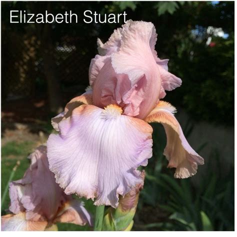 Tall Bearded Iris Iris Elizabeth Stuart In The Irises Database
