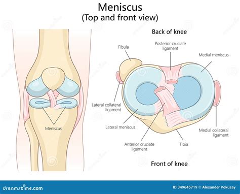 Anatomy Of Meniscus In Knee Joint Medical Science Stock Vector