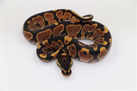 Gravel Het Monarch Ball Python By Msb Reptiles Morphmarket