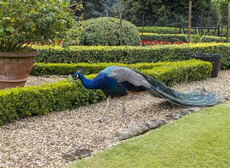 A Day Out At Warwick Castle Warwickshire Uk The Getaway Guide