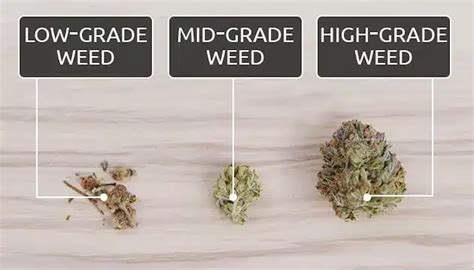 What Is Reggie Weed A Comprehensive Guide To Its Effects And Uses Herb