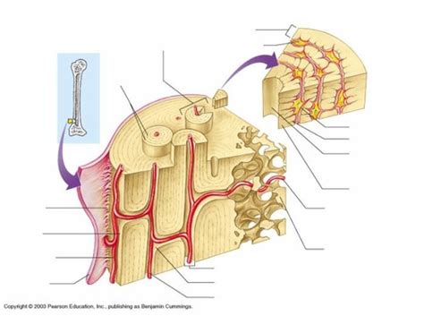 Bone Tissue Drawing