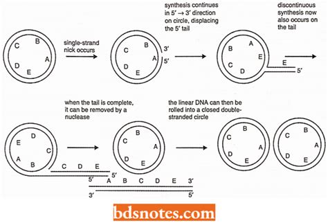 Dna Replication In Prokaryotes And Dna Replication In Eukaryotes Bds