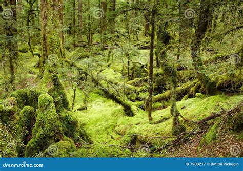 Oerwoud Stock Afbeelding Image Of Vegetatie Milieu Donker 7908217