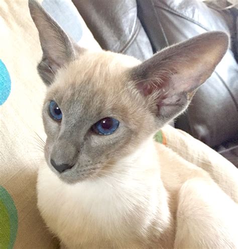 Blue Point Siamese Cat Price At Cody Schlater Blog