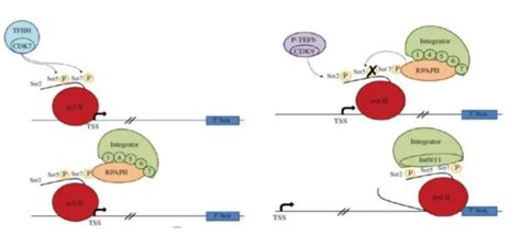 Small Nuclear Rna Snrna Structure Types Definition Biology