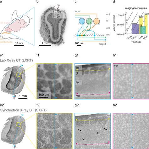 Correlative Multimodal Imaging For Mouse Brain Tissue Samples A Download Scientific Diagram