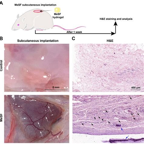 Mesf Promoted Vascularization In Vivo Download Scientific Diagram