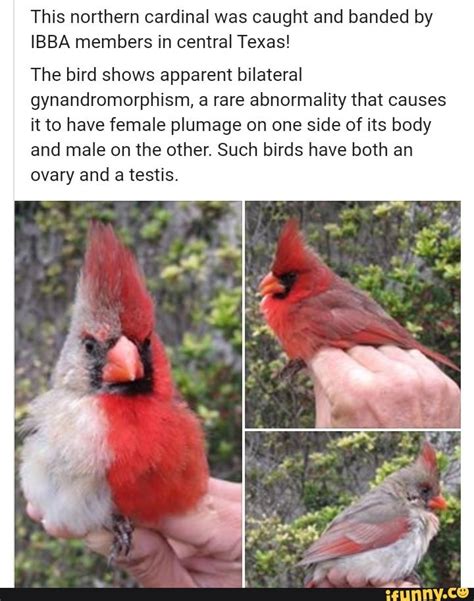 This Northern Cardinal Was Caught And Banded By Ibba Members In Central