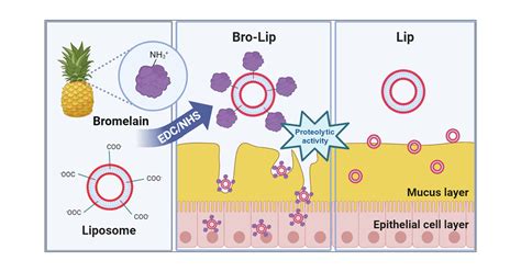 Bromelain Decorated Nanoscale Liposomes For Mucus Permeation And