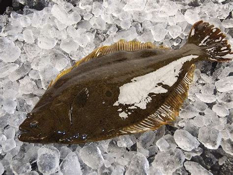 What Does Flounder Taste Like Nature T For Those Hating Fish