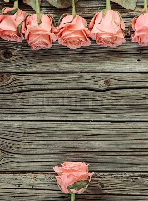 Various Stemmed Pink Roses Over Stock Image Colourbox