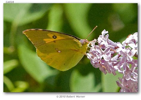 Zerene Eurydice Live Adults Page 2