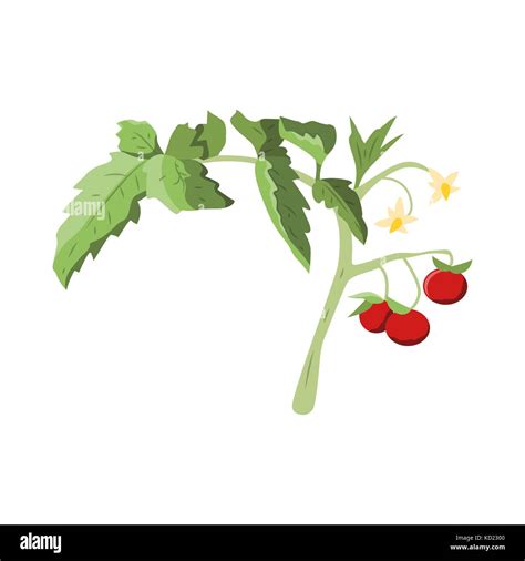 Clipart Tomato Plant