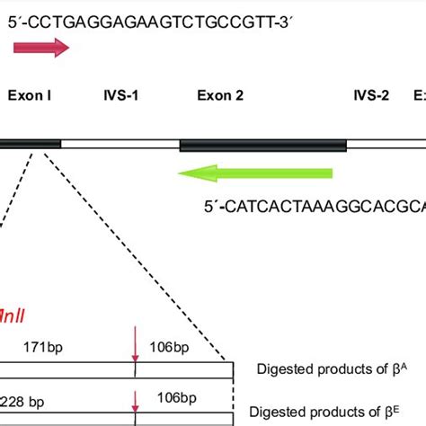 Schematic Representation Of B Globin Gene And Sequence Amplified By