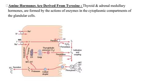 Introduction To Hormones Pptx