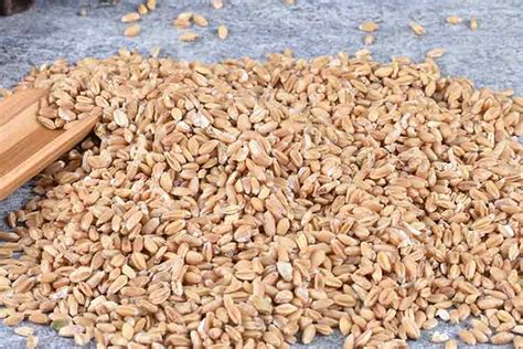 Xiao Mai Xiaomai Fu Xiao Mai Xiao Mai Herb For Sale Native Chinese