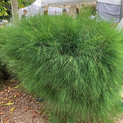 Casuarina Glauca Identification