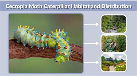 Cecropia Moth Caterpillar Identification Diet And Life Cycle