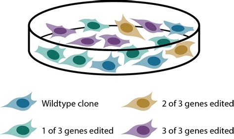 What To Expect From Multiplexed Gene Editing With Synthetic Guide Rna