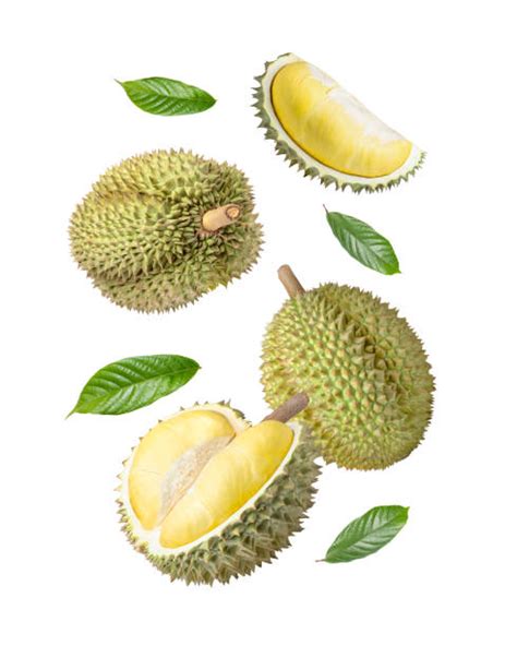 23800 Durion Fotografías De Stock Fotos E Imágenes Libres De