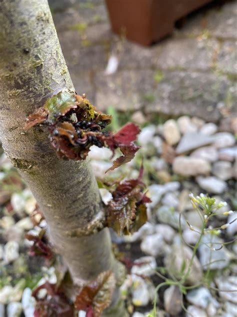 Lice In The Cherry Tree Rgardening