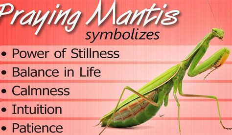 The Spiritual Meaning Of The Praying Mantis Unveiling Its Symbolism