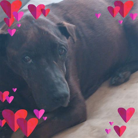 1 Er Sortie Demain Véto Il Tousse Avec De La Morve Il Est Vacciné Pour La Toux Du Chenil Mais