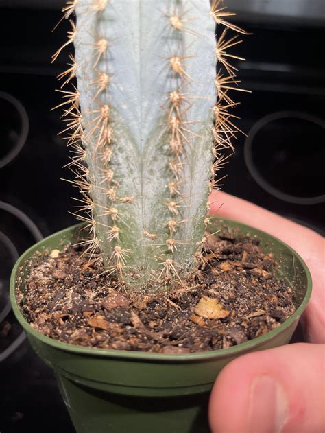 Bug Problem On Blue Torch Mightve Overdone It With The Water There Were A Lot Of Roots R