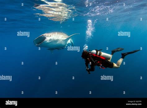 Indonesia Papua Cenderawasih Bay Diver Watching Whale Shark Stock