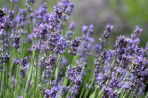 Lavendar Field Purple Free Photo On Pixabay Pixabay