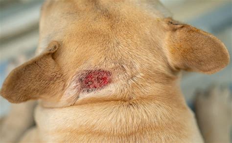 Dog Snoring Is It Normal Or A Cause For Concern