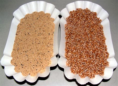 Amaranth Grain Alchetron The Free Social Encyclopedia