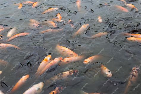 Poisson Tilapia Rouge Dans Létang Photo Premium