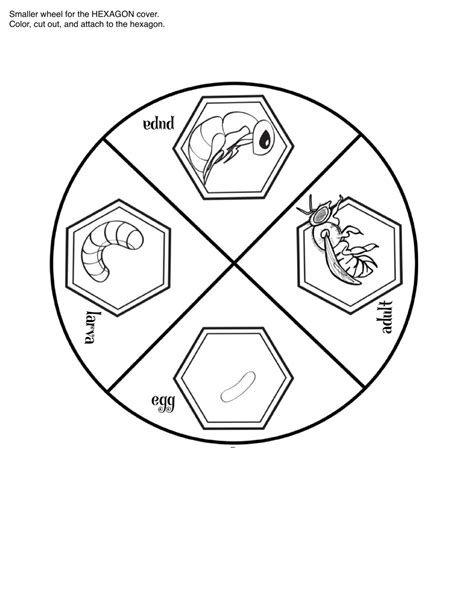 Honey Bee Life Cycle Wheel Templates Download Printable Pdf