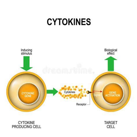 Cytokines Cell Stock Illustrations 274 Cytokines Cell Stock