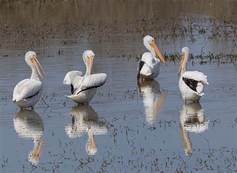 American White Pelicans Birdforum
